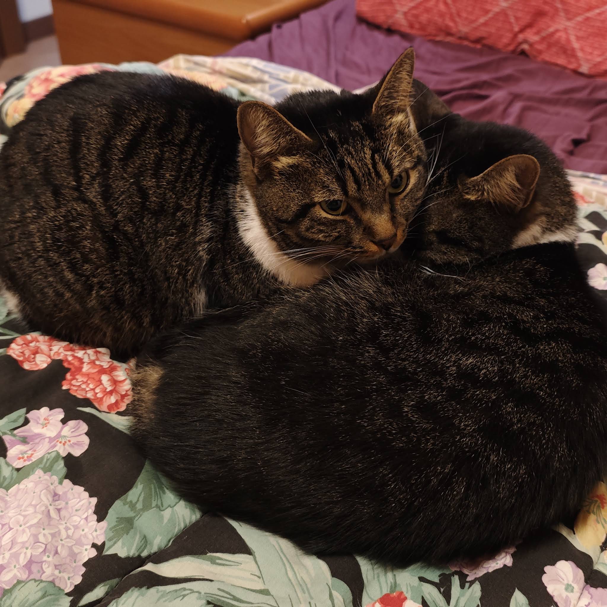 Post from Prof. Major7even