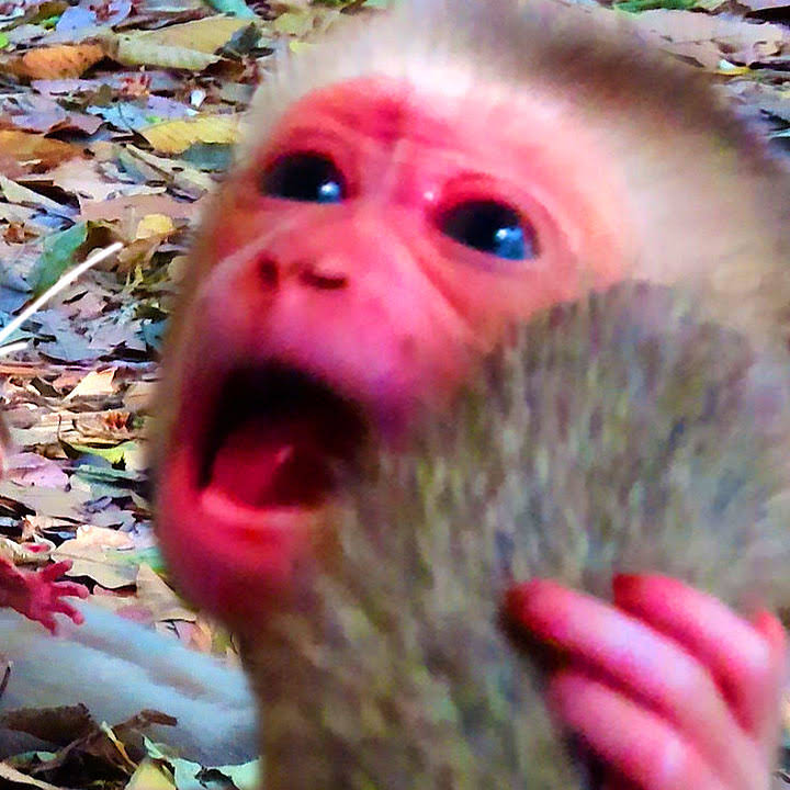 Post from SH animals