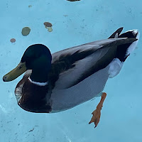 Post from Epic Duck