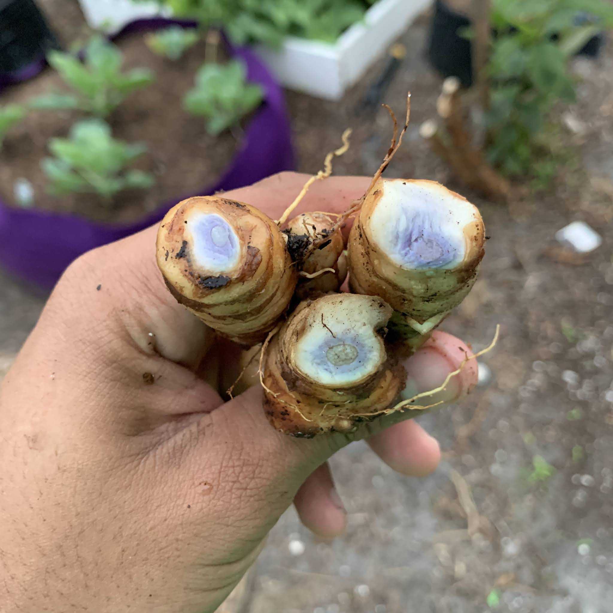 Post from Emmanuel Arce - The Ultimate Gardener
