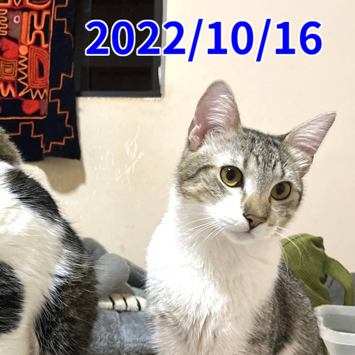Post from Let's Cat's Paraguay! Family
