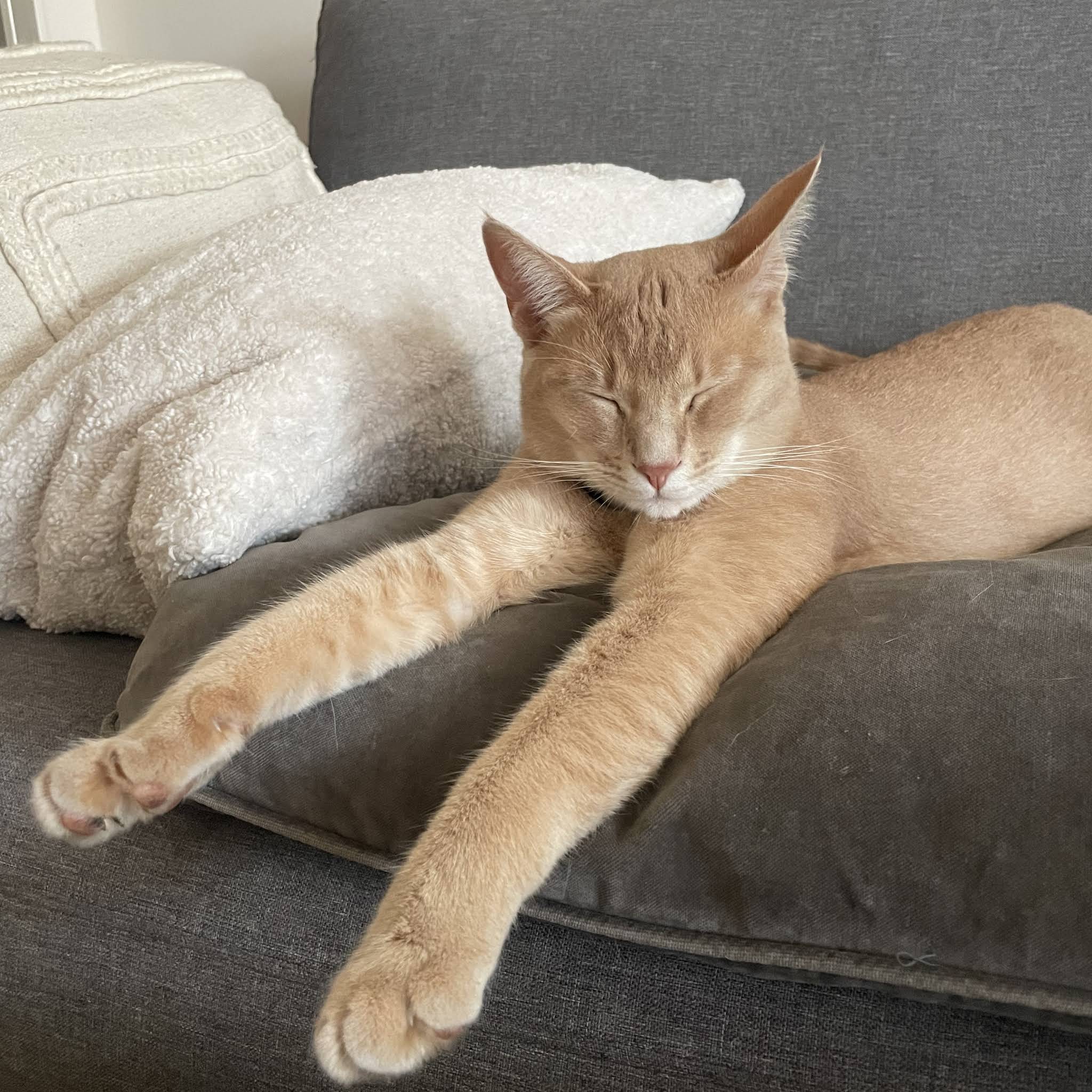 Post from Tabby Cat Bobbie