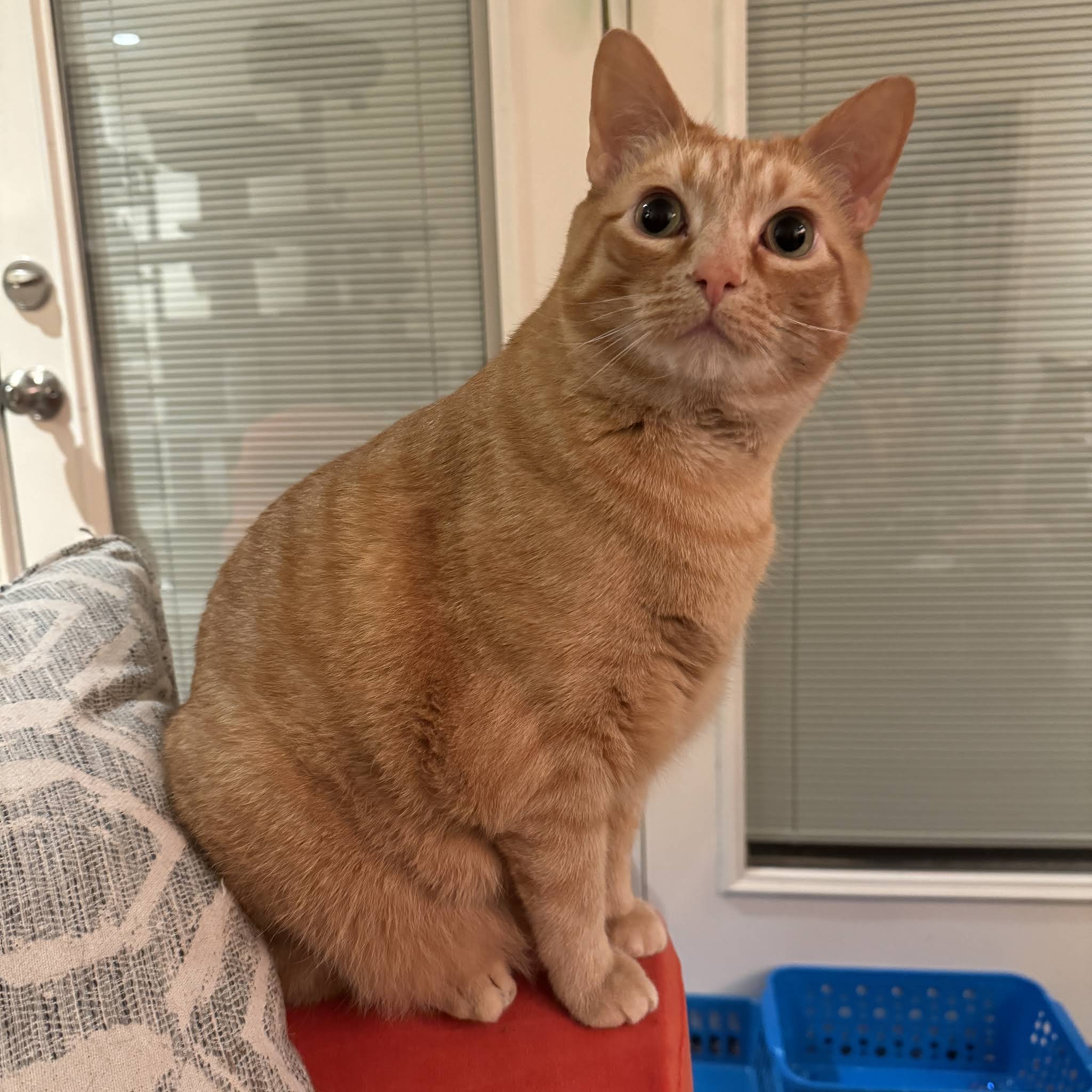 Post from Mauren | Cat Lady Tails