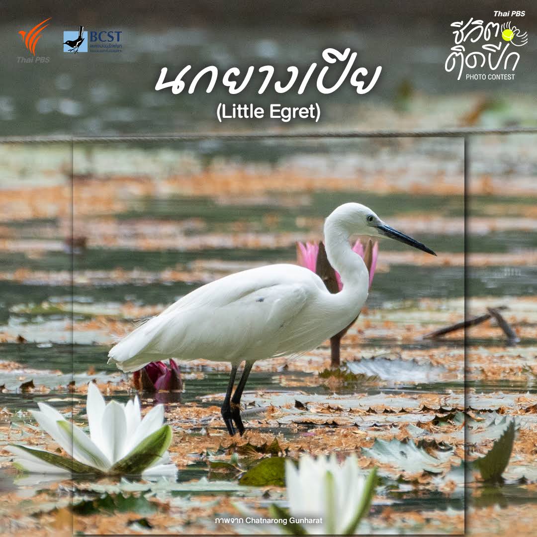 Post from Thai PBS