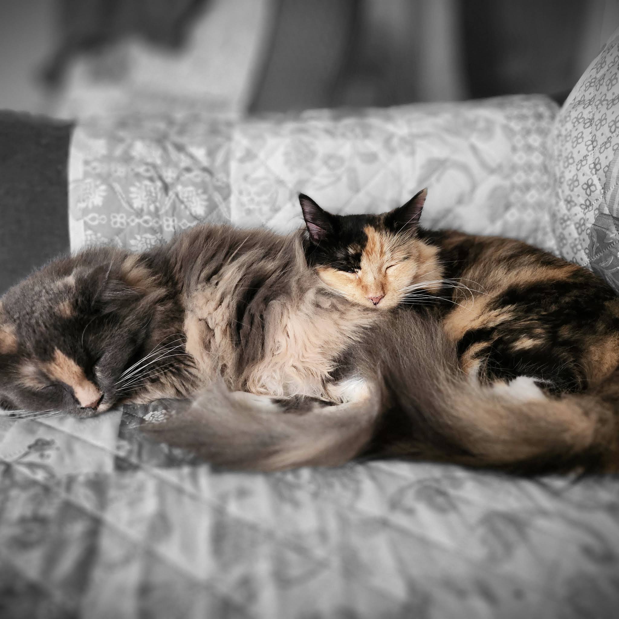 Post from Life With 18 Cats...Unedited