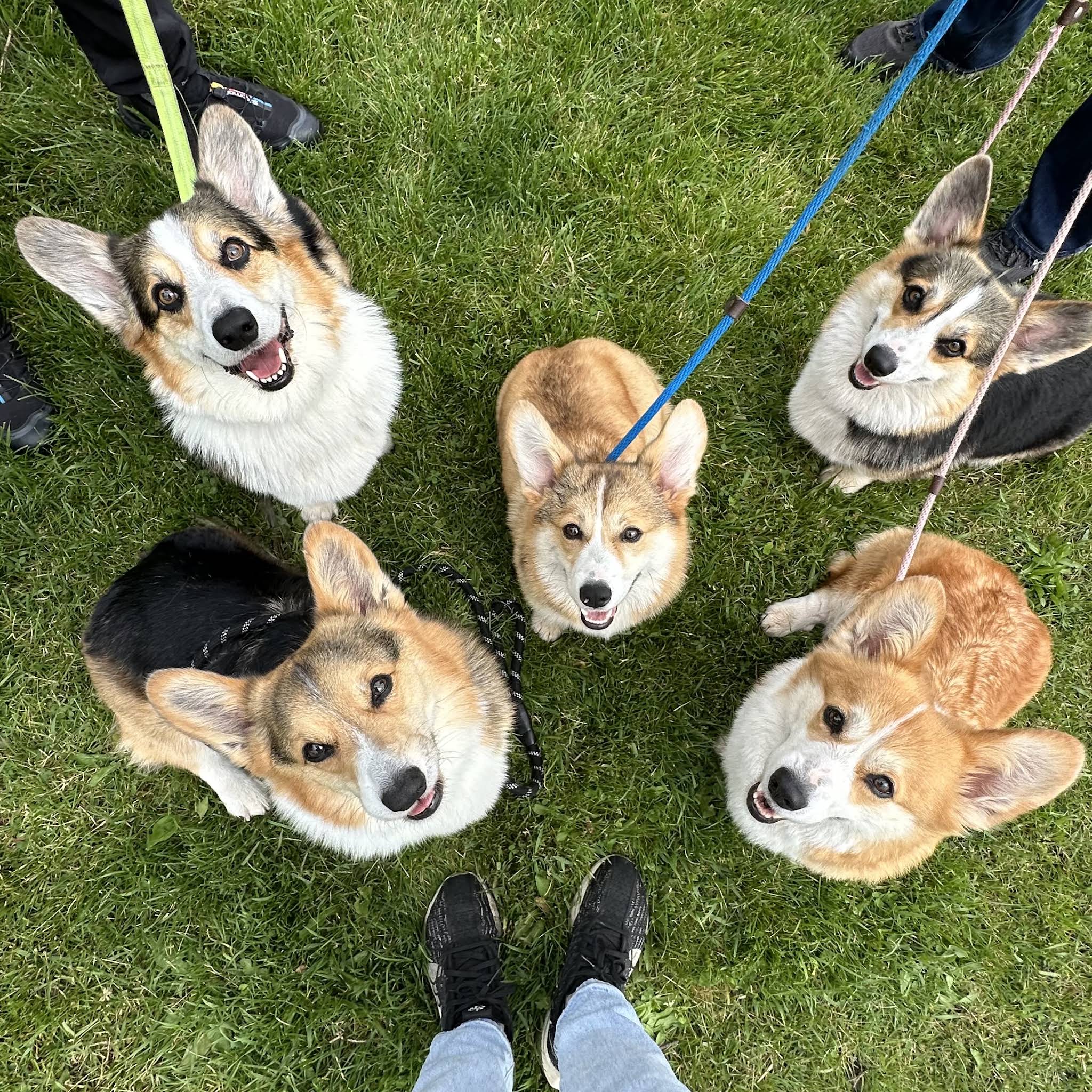 Post from Brady & Graffiti the Corgis