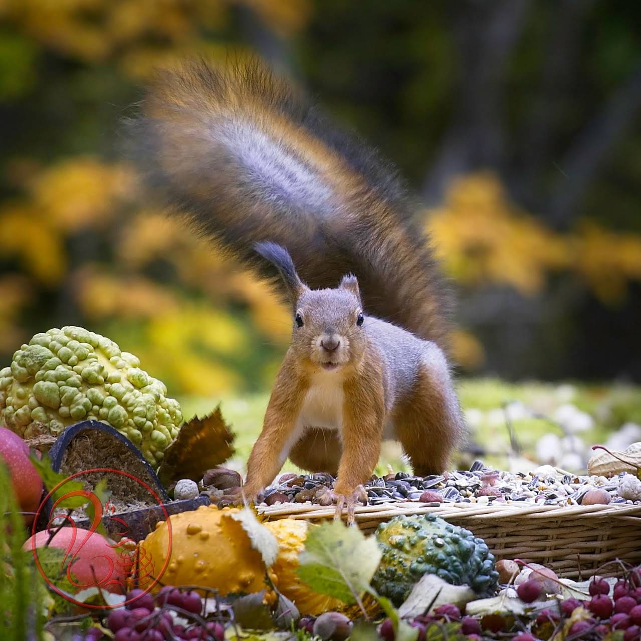 Post from Red Squirrel Studios