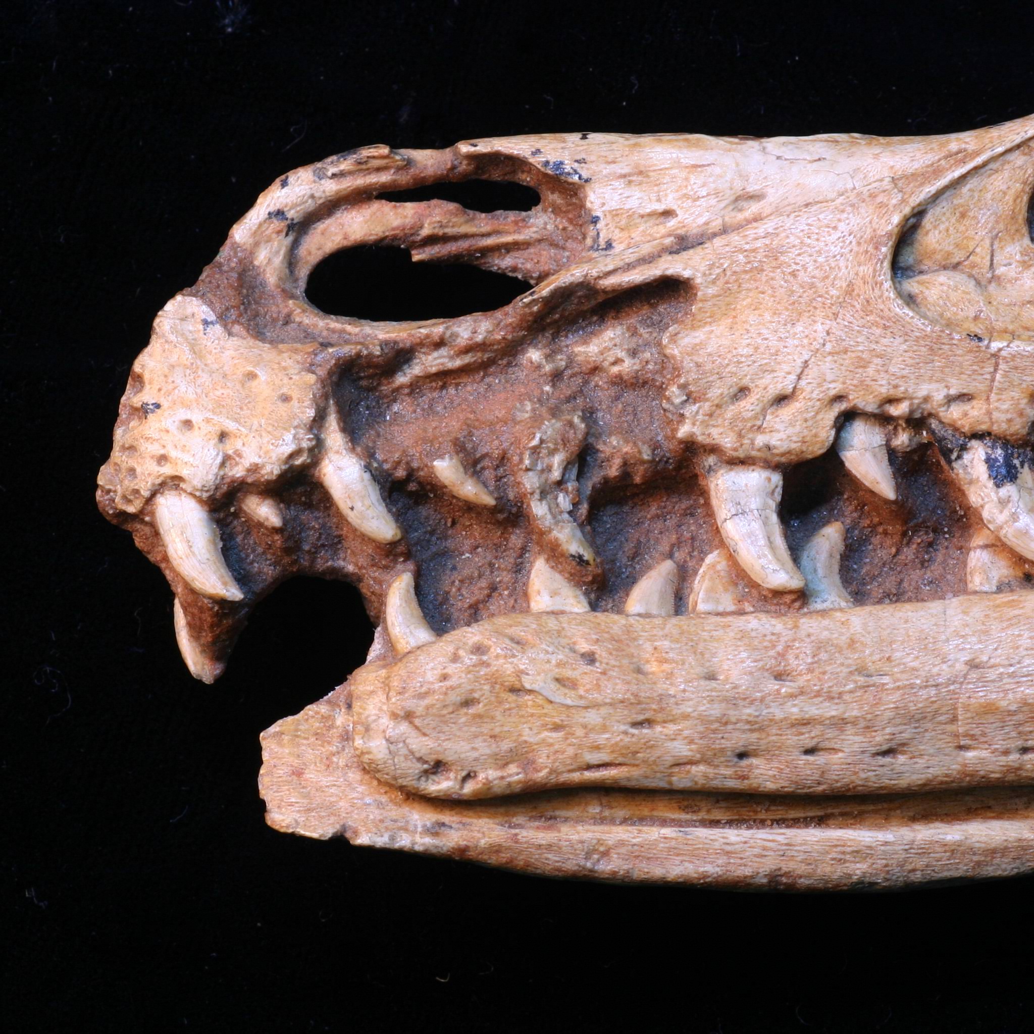 Post from Nick Longrich Evolution and Paleontology