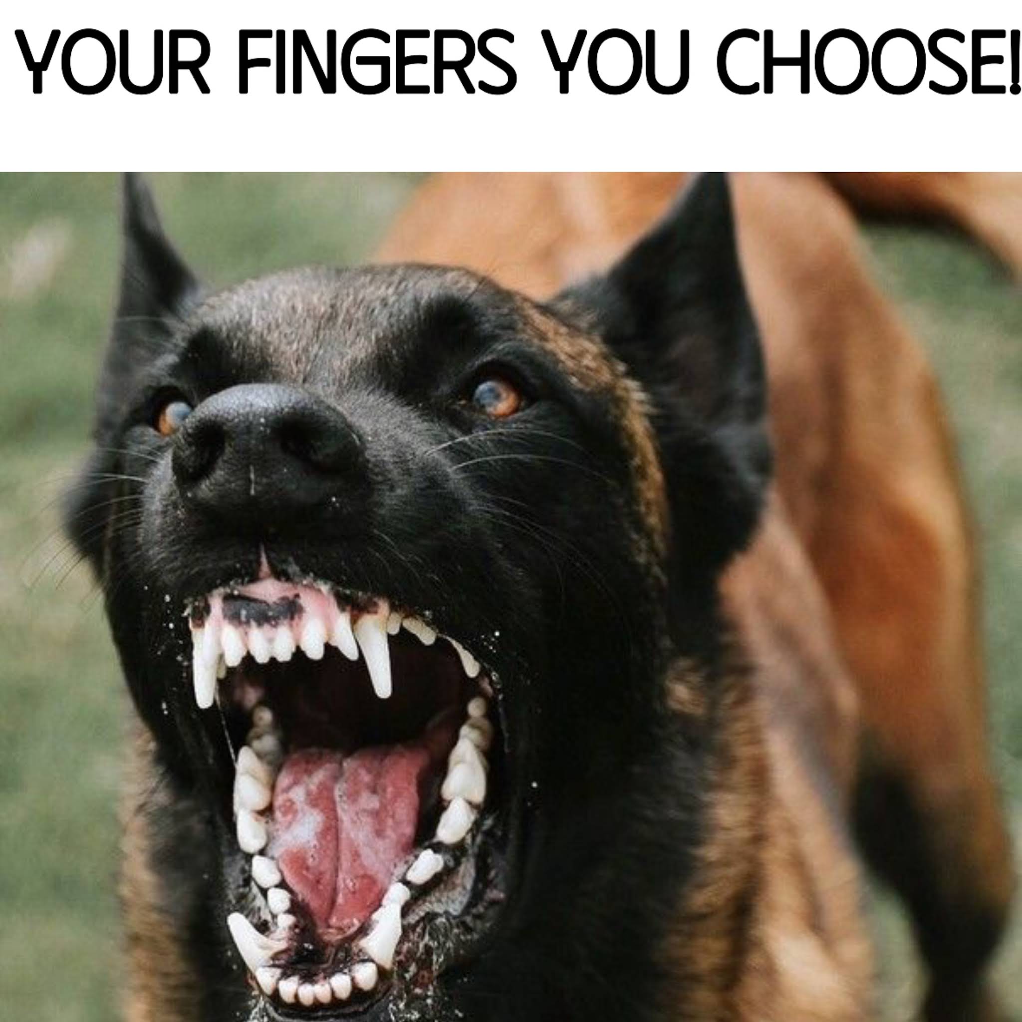 Post from Belgian Malinois Lovers