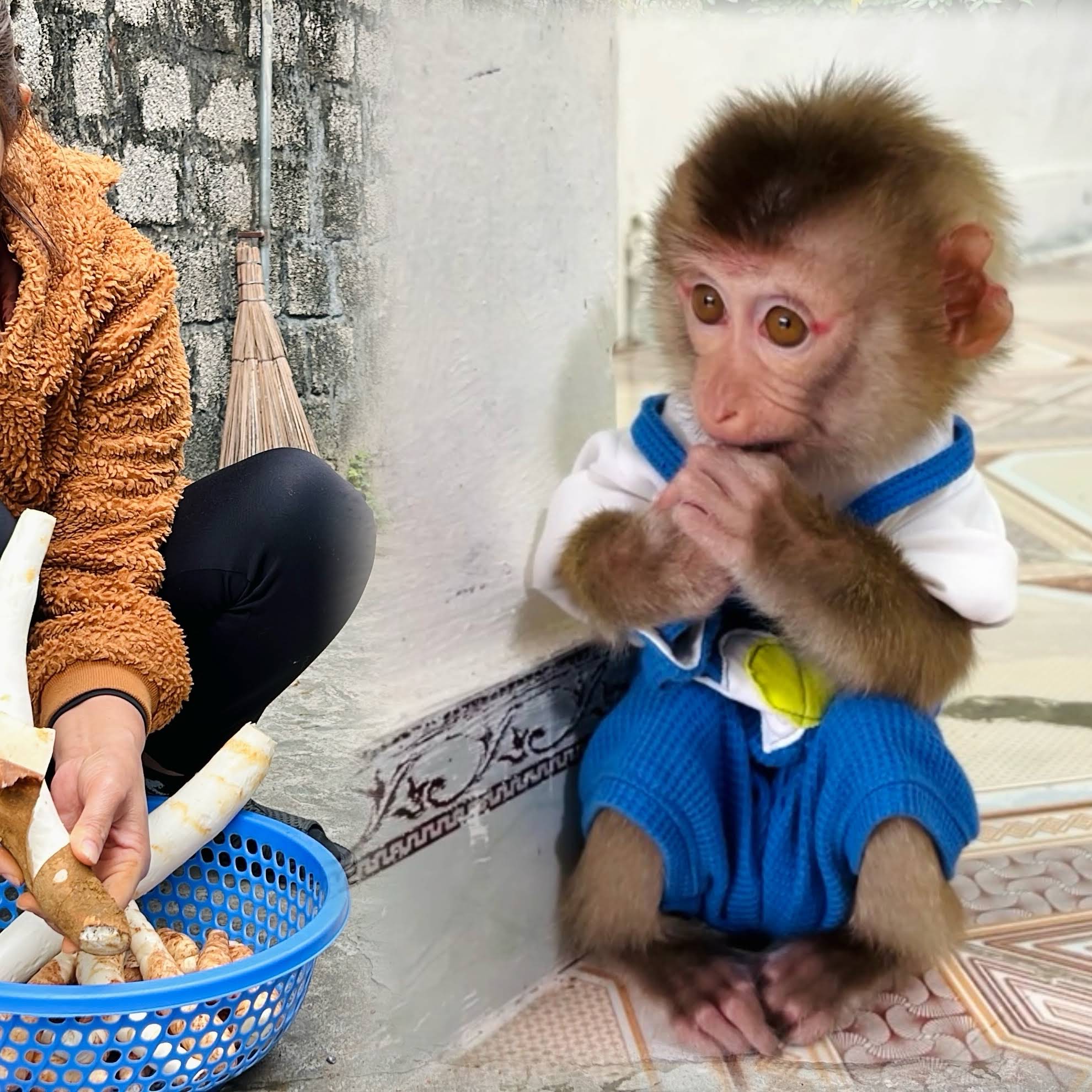 Post from Monkey Tina