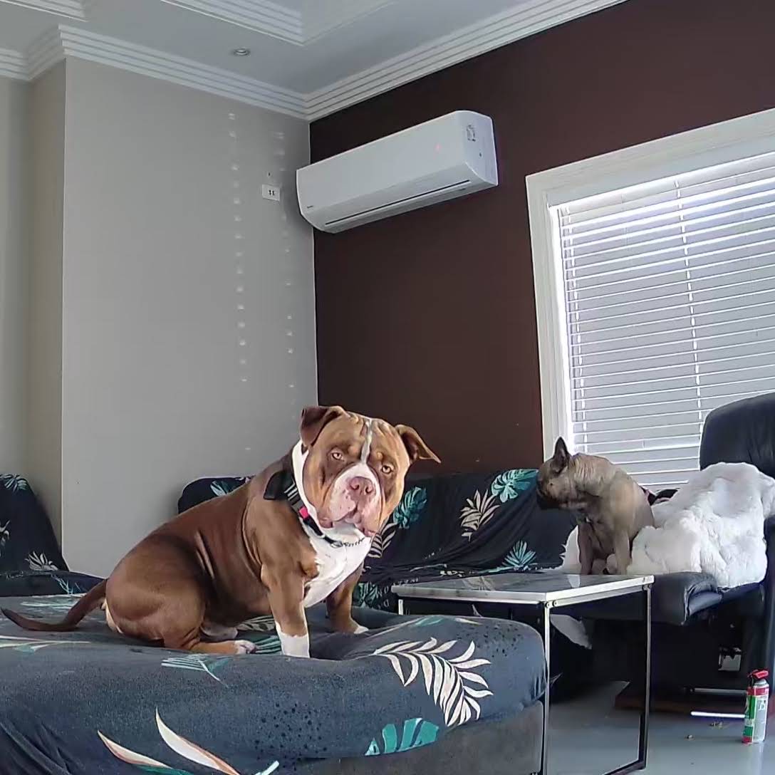 Post from Torvi, Lagertha, Harald and Astrid Smith