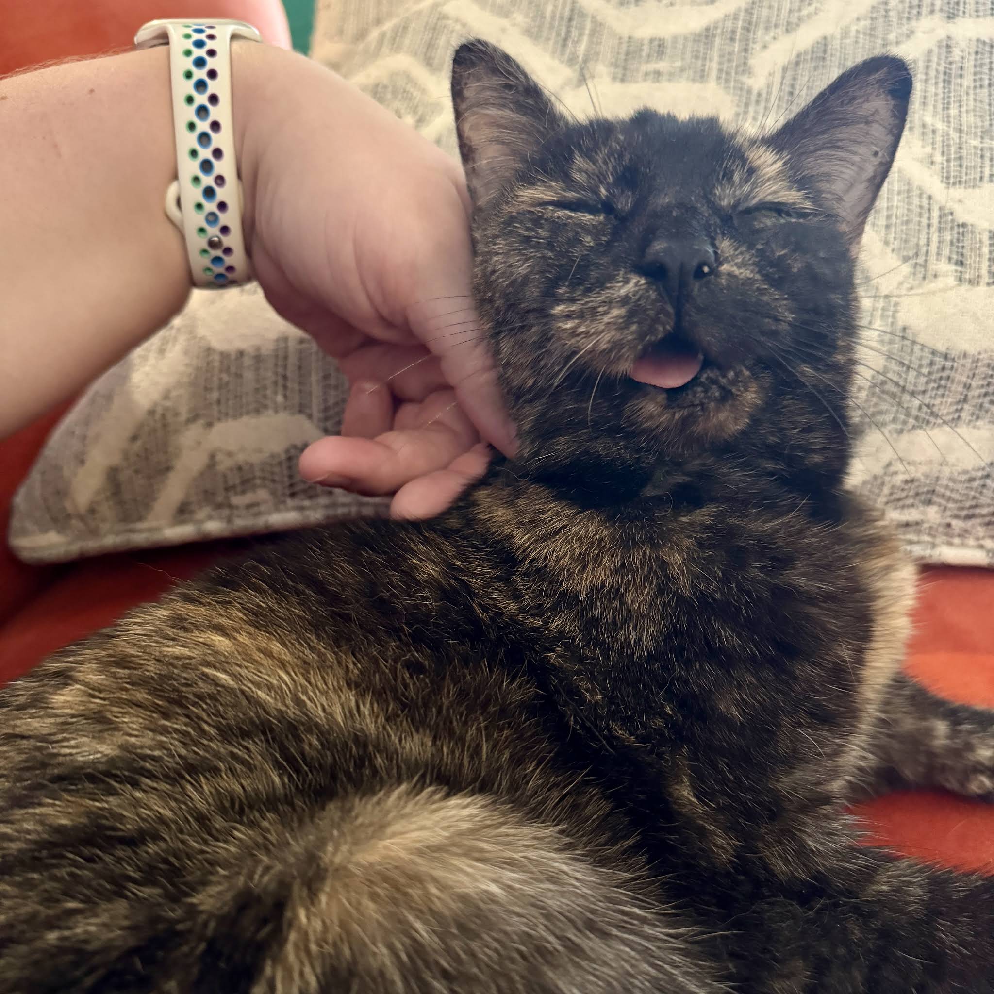 Post from Mauren | Cat Lady Tails