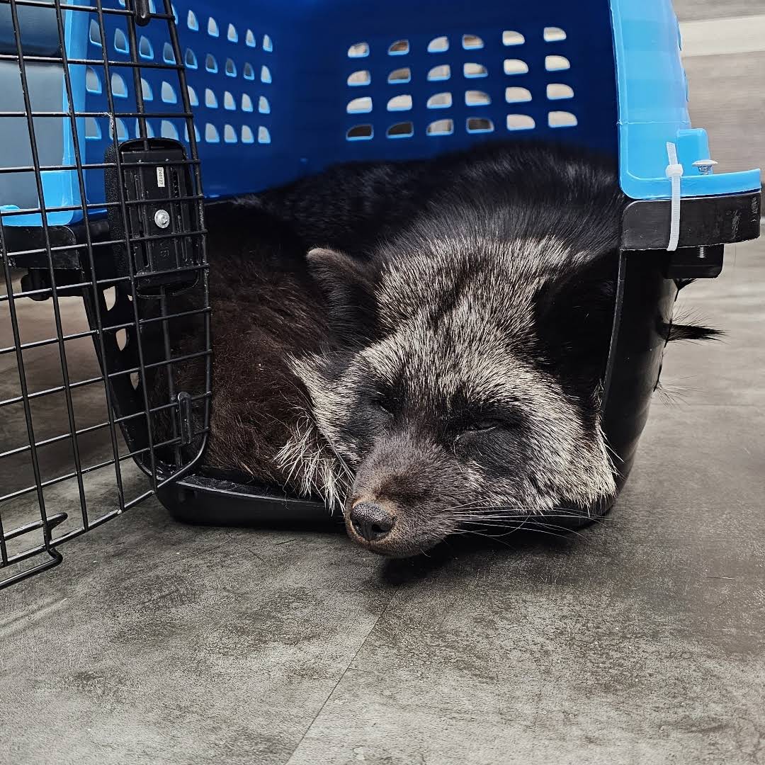 Post from SaveAFox