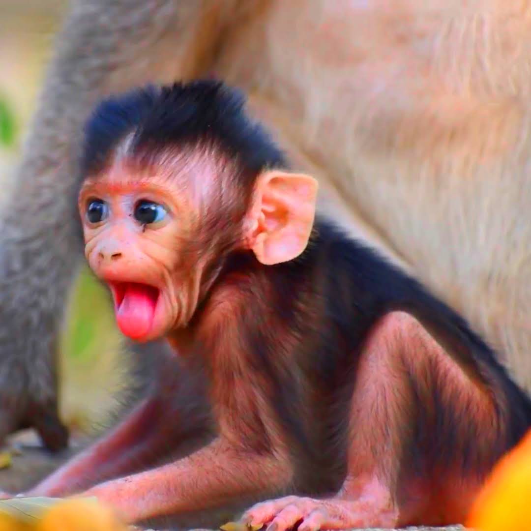 Post from Primate Profiles