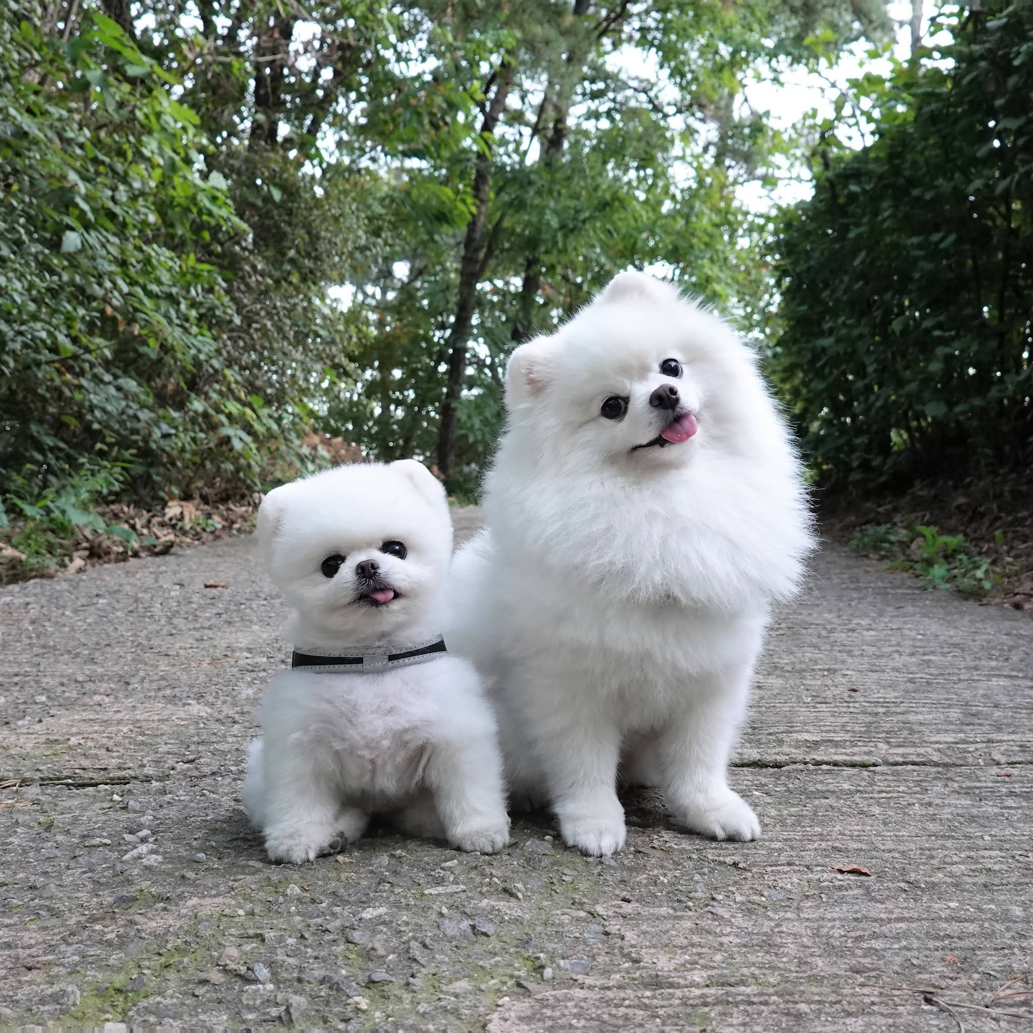 Post from [THE SOY] RuPong house