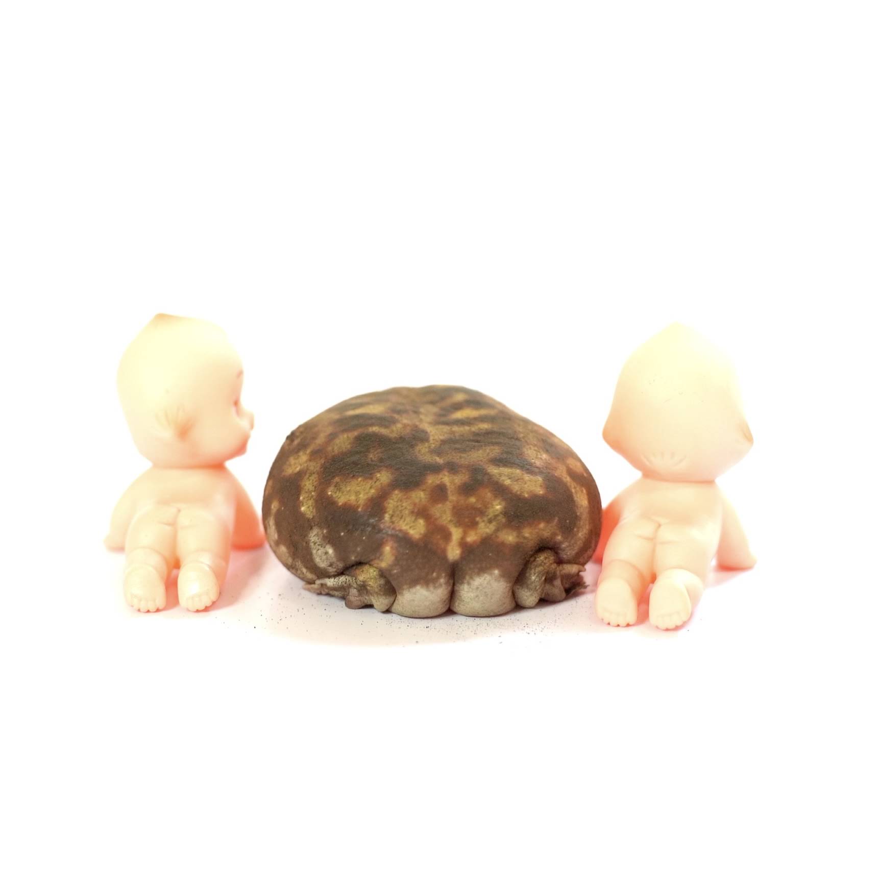 Post from Frog Pamper Moony Plus