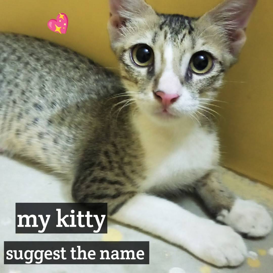 Post from my cat twinkle