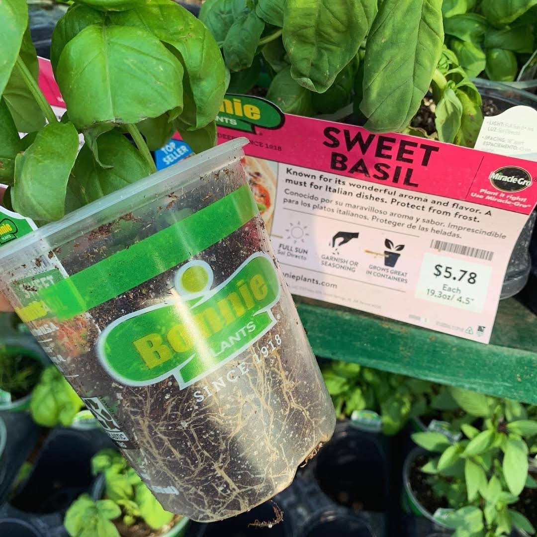 Post from Appalachia's Homestead with Patara