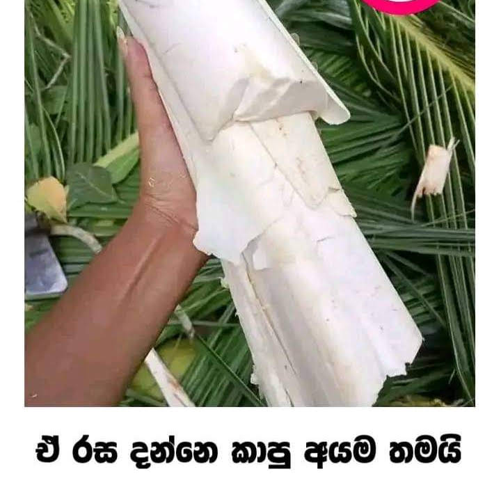 Post from Animals Lanthaya