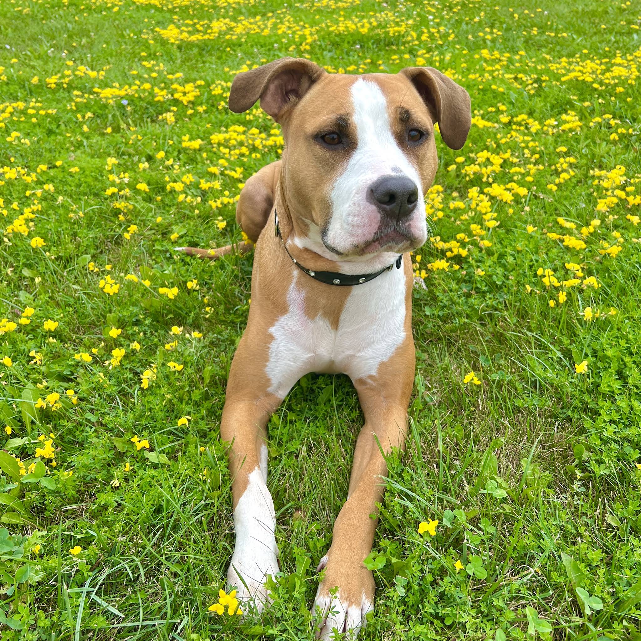 Post from Luna The Pittie