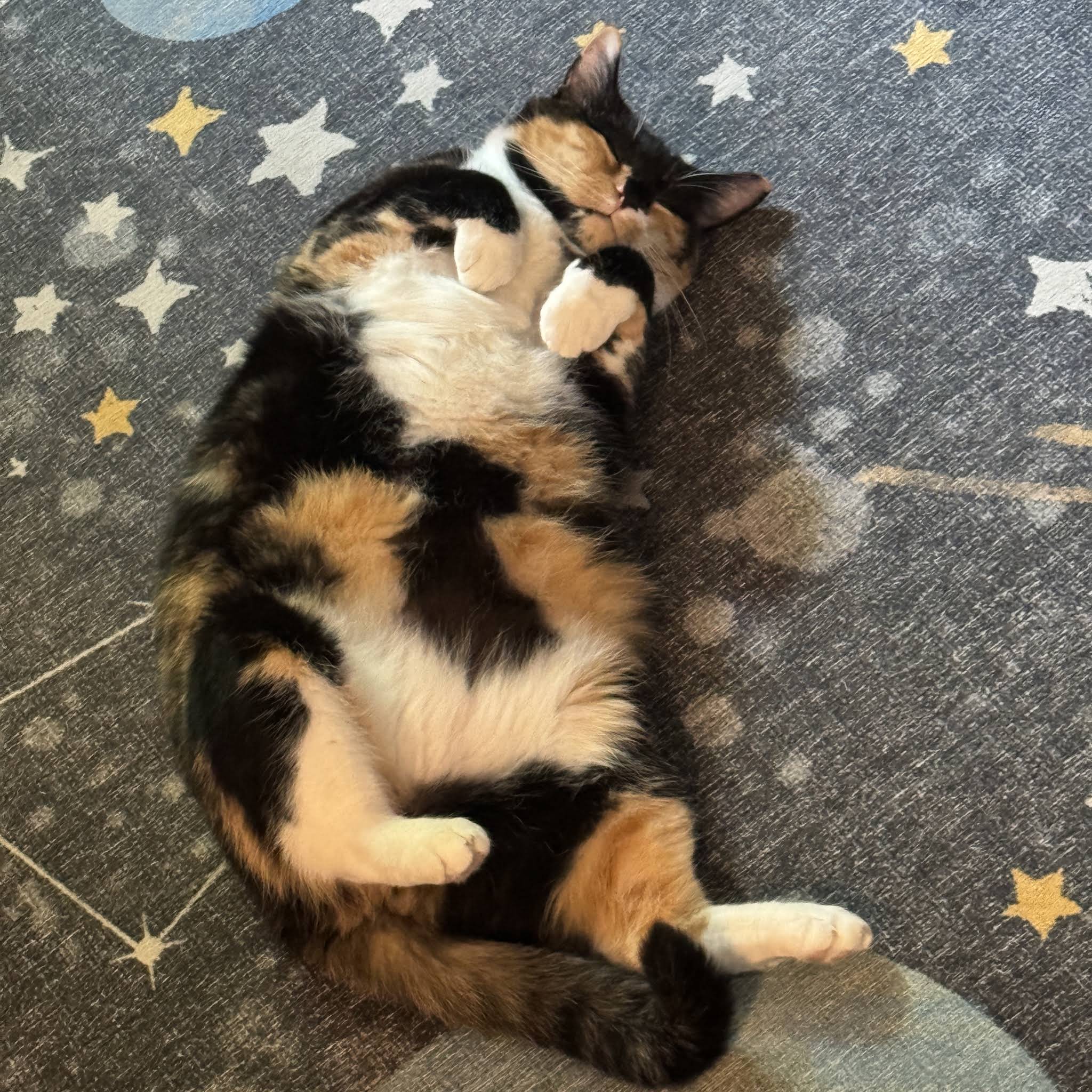 Post from Mauren | Cat Lady Tails
