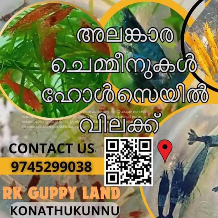 Post from RK GUPPY LAND