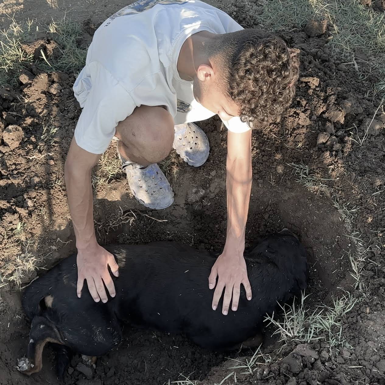 Post from Omar Ahmed - Animals