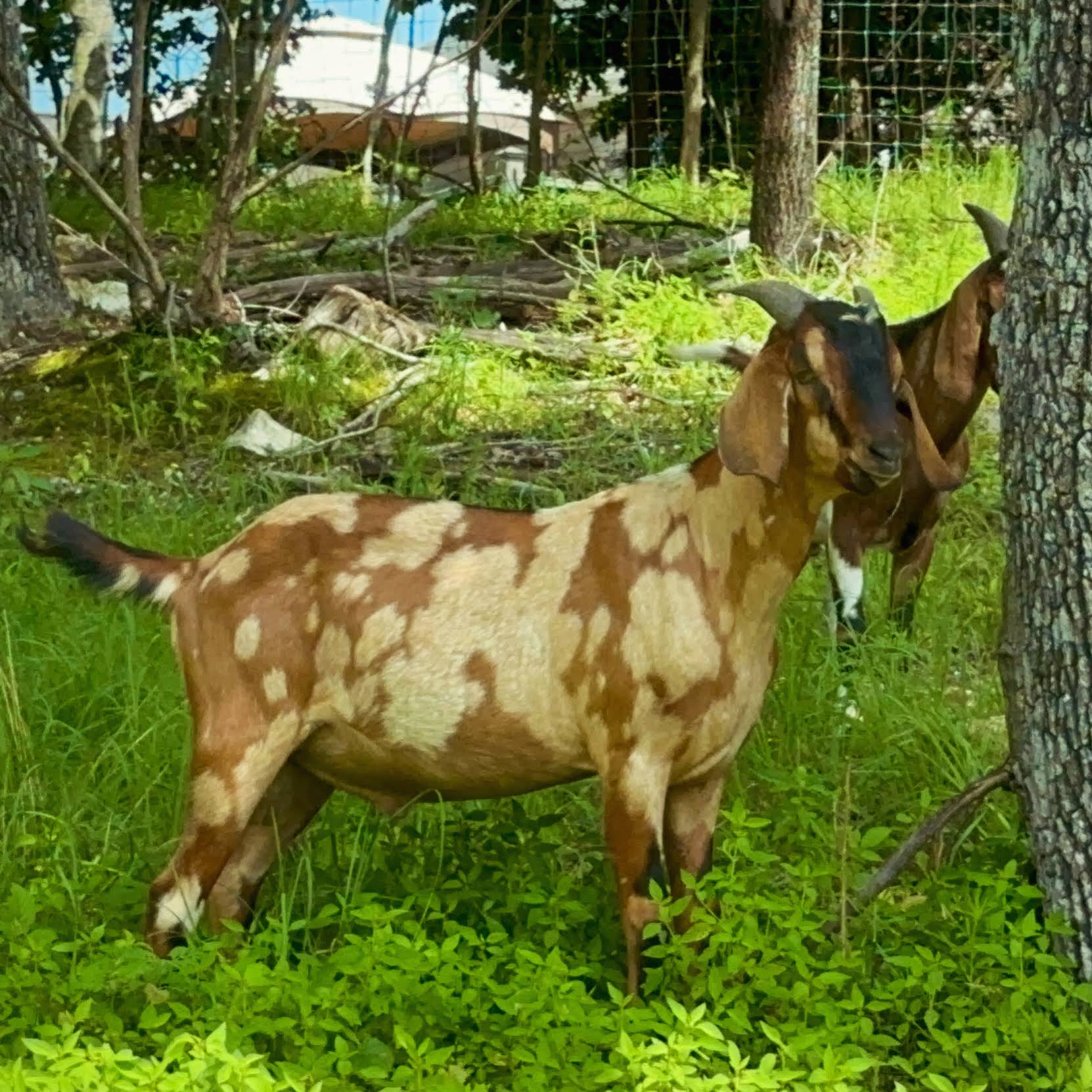 Post from Appalachia's Homestead with Patara