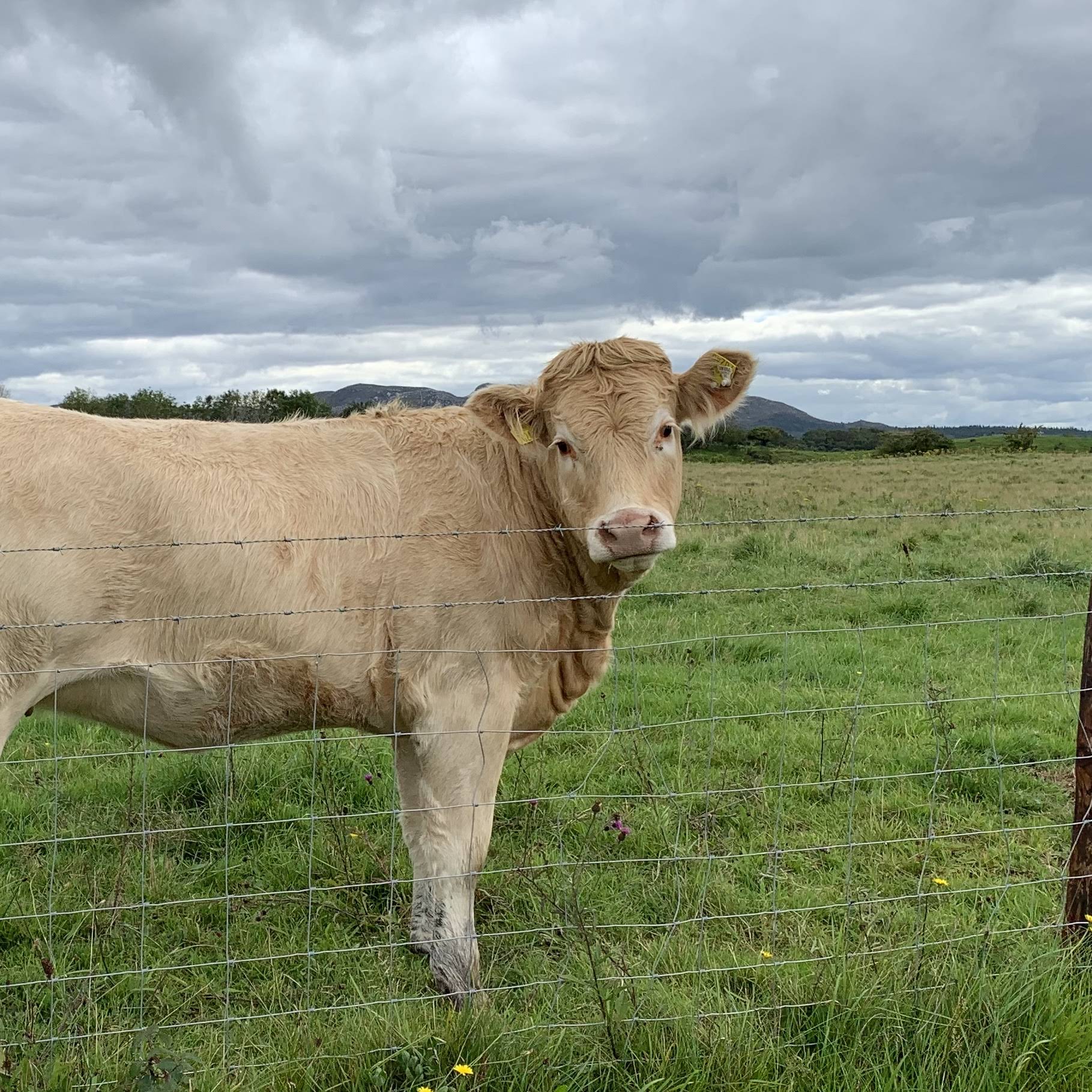 Post from Billy Styler