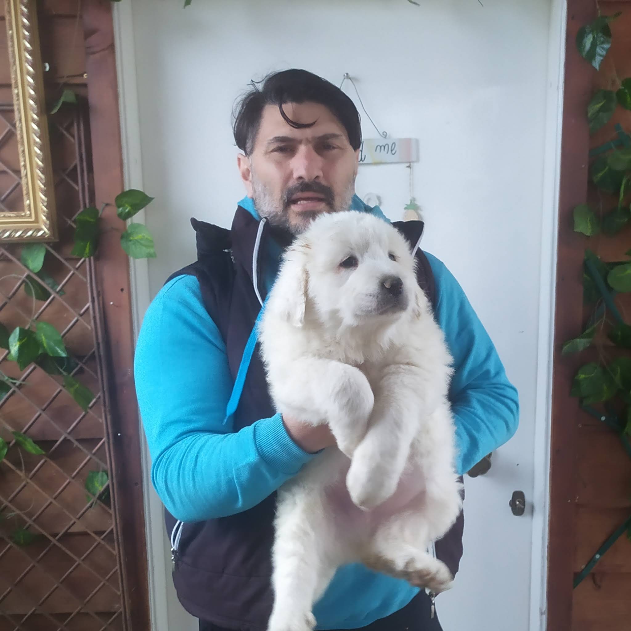 Post from Ελληνικος ποιμενικος Xatsi vaben