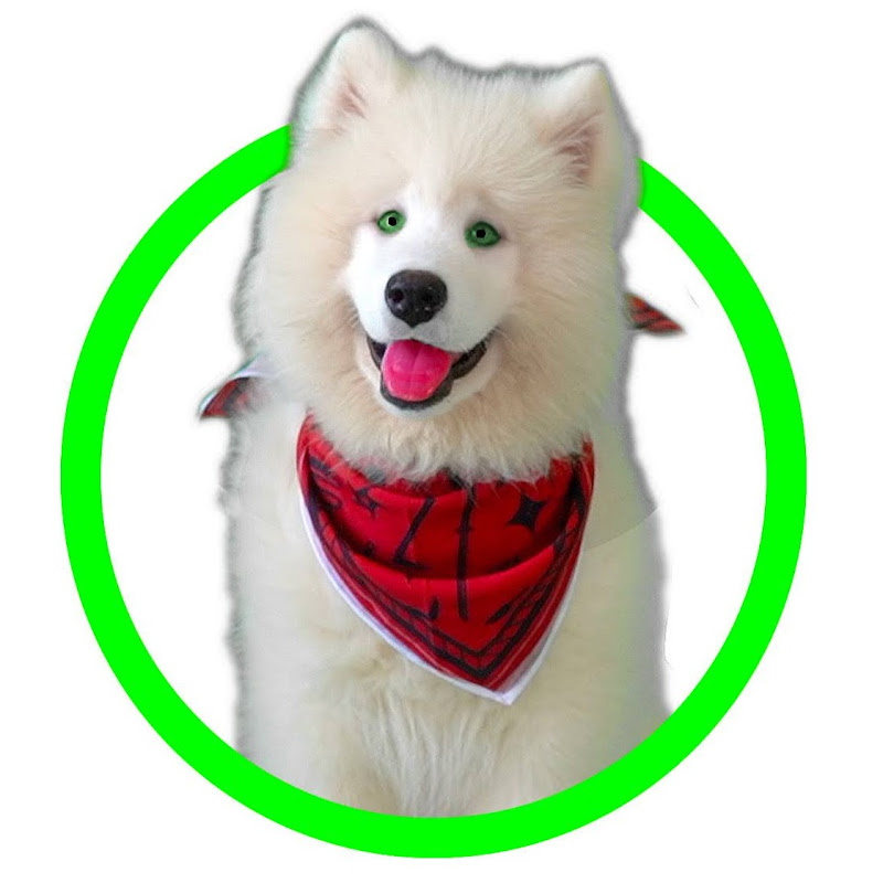 Profile : Project Zorgo · Wizdeo Analytics