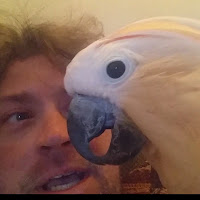 Post from Pebble The Crazy Cockatoo
