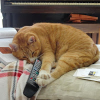 Post from Bert The Cat