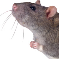 Poll from Stock image of a Rat