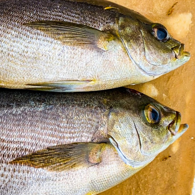 まったり田舎での釣り / mattari inaka fishing｜YouTubeランキング