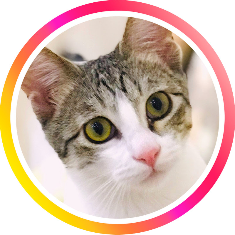 J-CATS｜YouTubeランキング