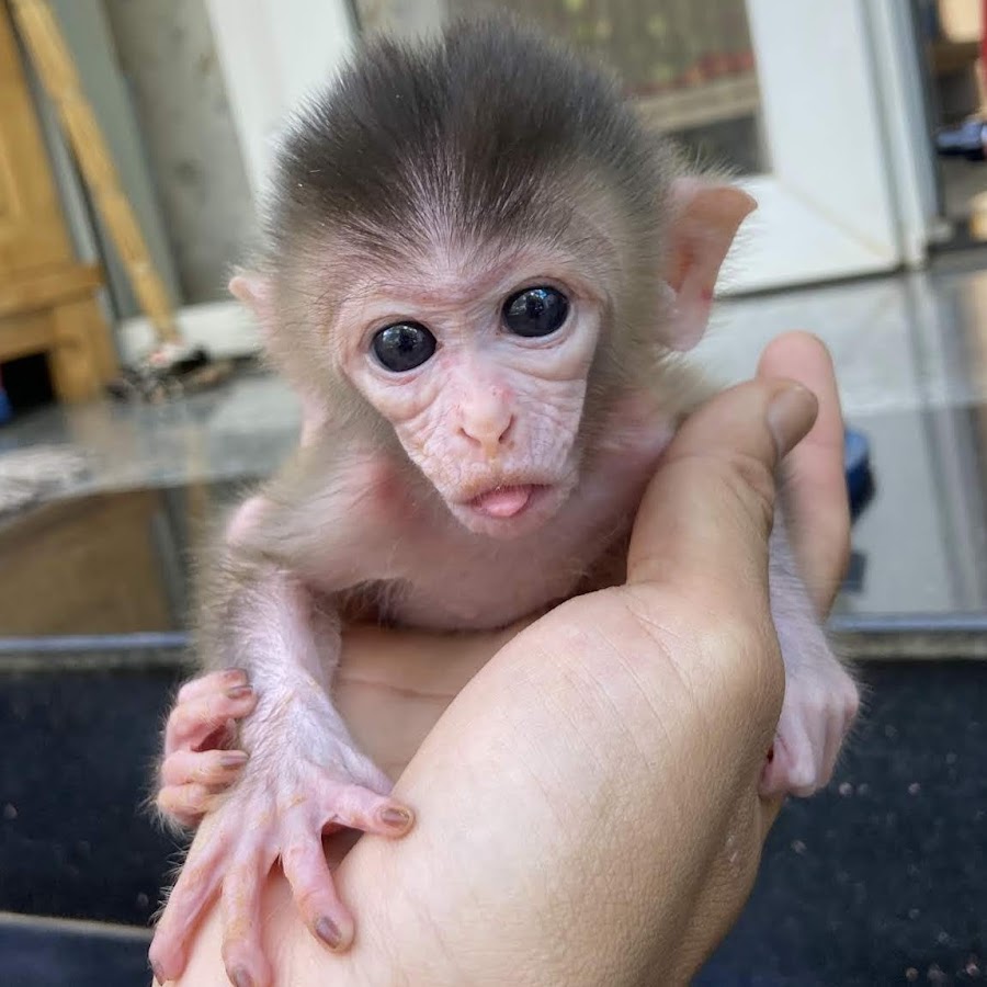 AKedOLQ1zEqlKoq4C5bKHNZIocDxue3TRyYCeFBJWgxP=s900-c-k-c0x00ffffff-no-rj