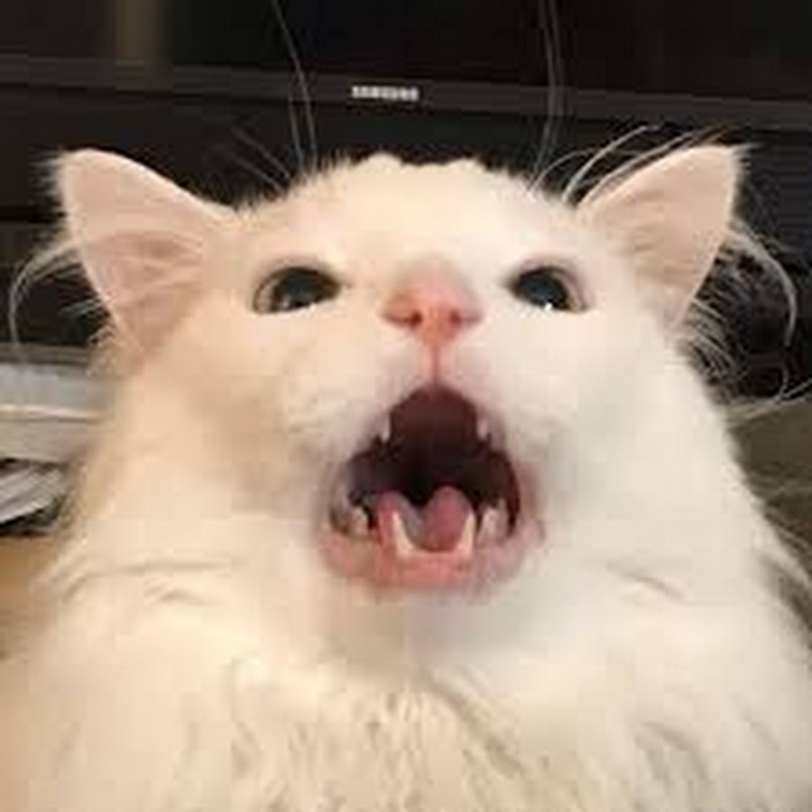 AKedOLQ2isyUOZrfGA2thYflkyVO18RGas9CTd7wCHdkwQ=s900-c-k-c0x00ffffff-no-rj