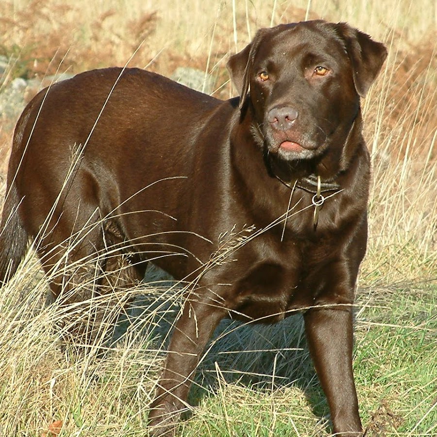 AKedOLQAm-MHLl2h3DY8YN_nXxxLZS3RVJr4kKWrcNpu=s900-c-k-c0x00ffffff-no-rj