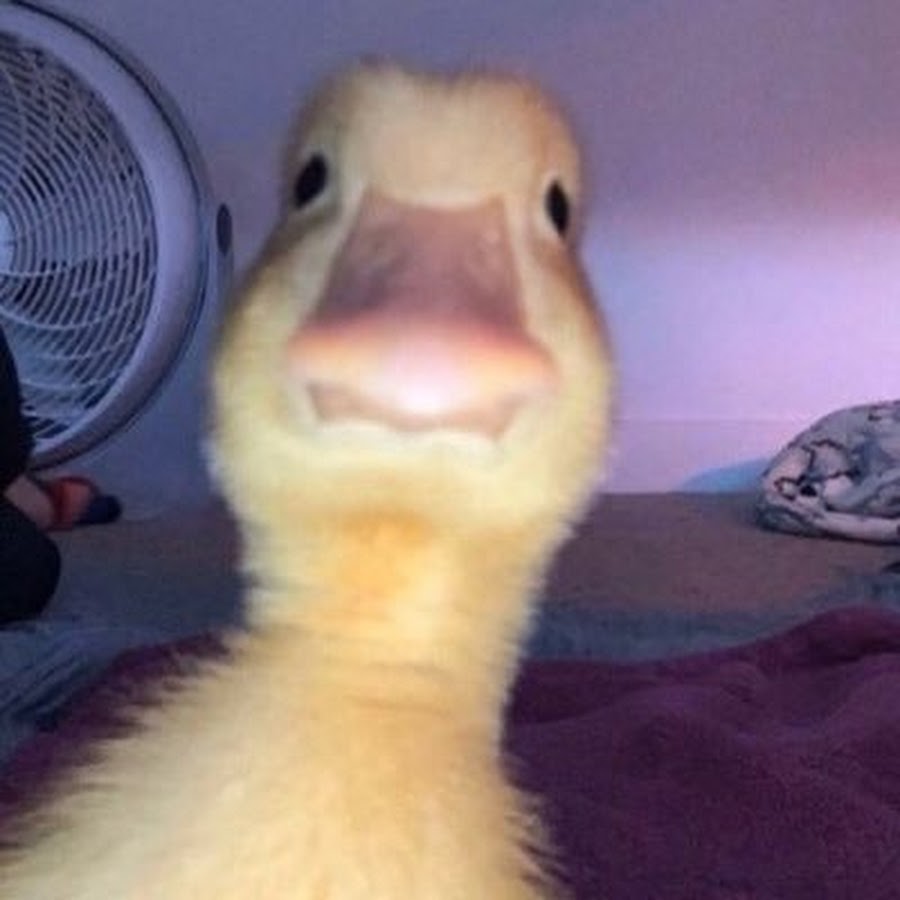 AKedOLQEn86vlDGVtkn4FujNGe8dcfAJAoWsdaUeFrRgCA=s900-c-k-c0x00ffffff-no-rj