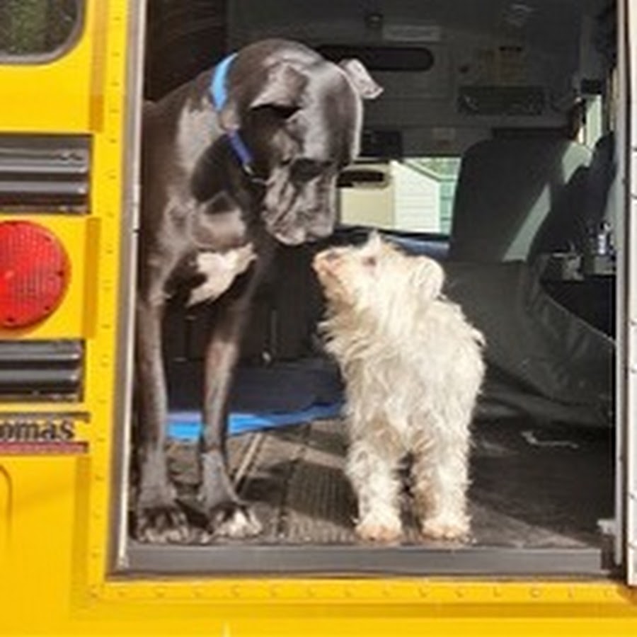 AKedOLQF4S7Jdw3TM5a0t5hoIF_HIRxi78FObmpTjKVx=s900-c-k-c0x00ffffff-no-rj