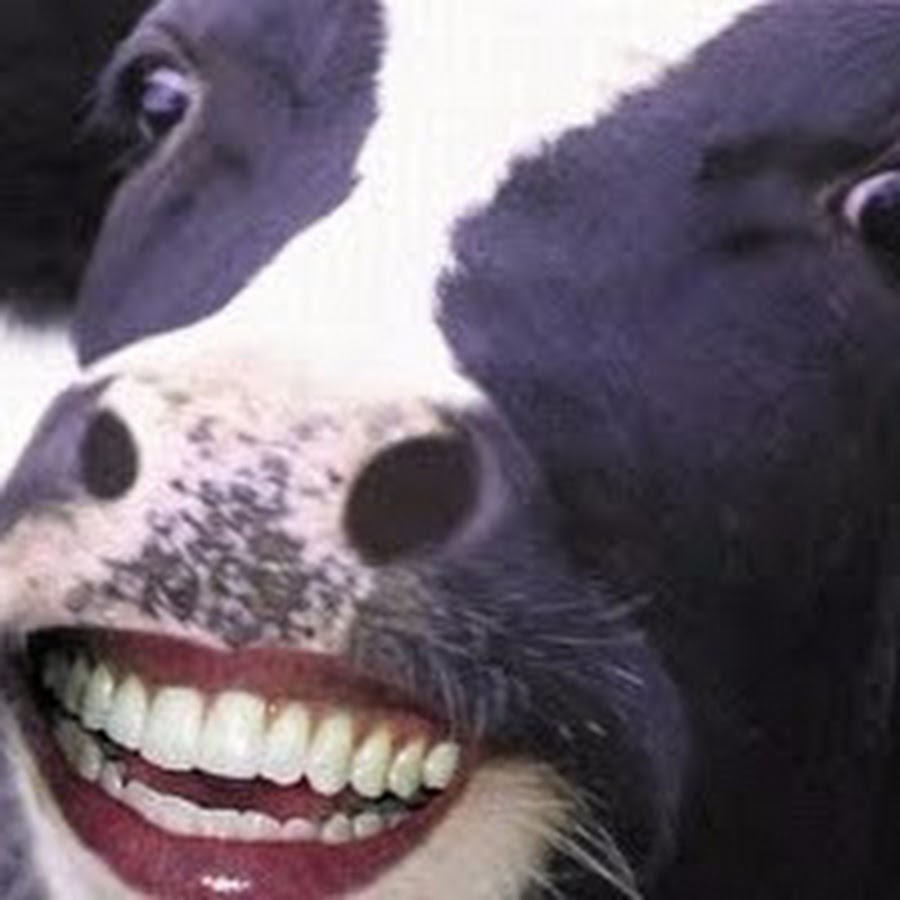 AKedOLQP2jMWl6LpWrmh3SeSWLnjbL7xe7Of-SfLRZselA=s900-c-k-c0x00ffffff-no-rj