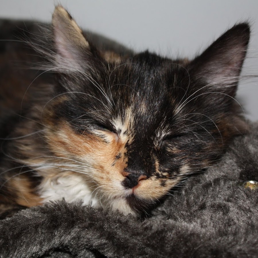 AKedOLQPpUYYfrEYpeD1vfmZtzwpI6acRQEAOXEuBD7esg=s900-c-k-c0x00ffffff-no-rj