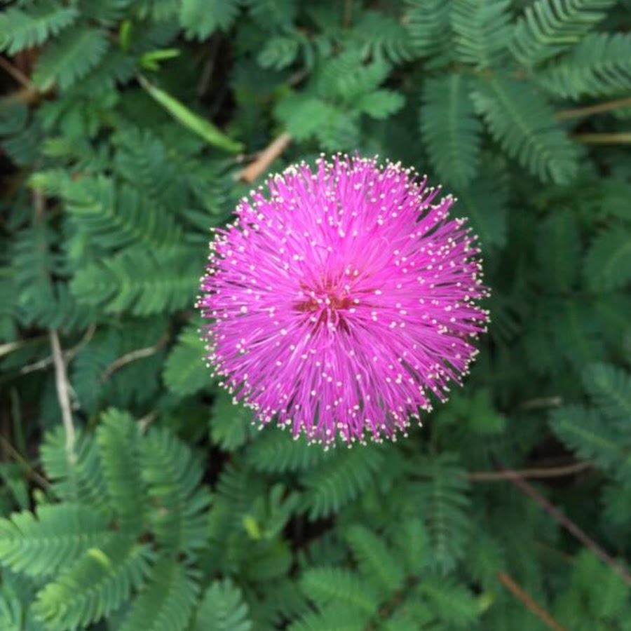 AKedOLQRc-RmWs5As6QZB49v8jnyWaaha7K9BVzZWEXU=s900-c-k-c0x00ffffff-no-rj