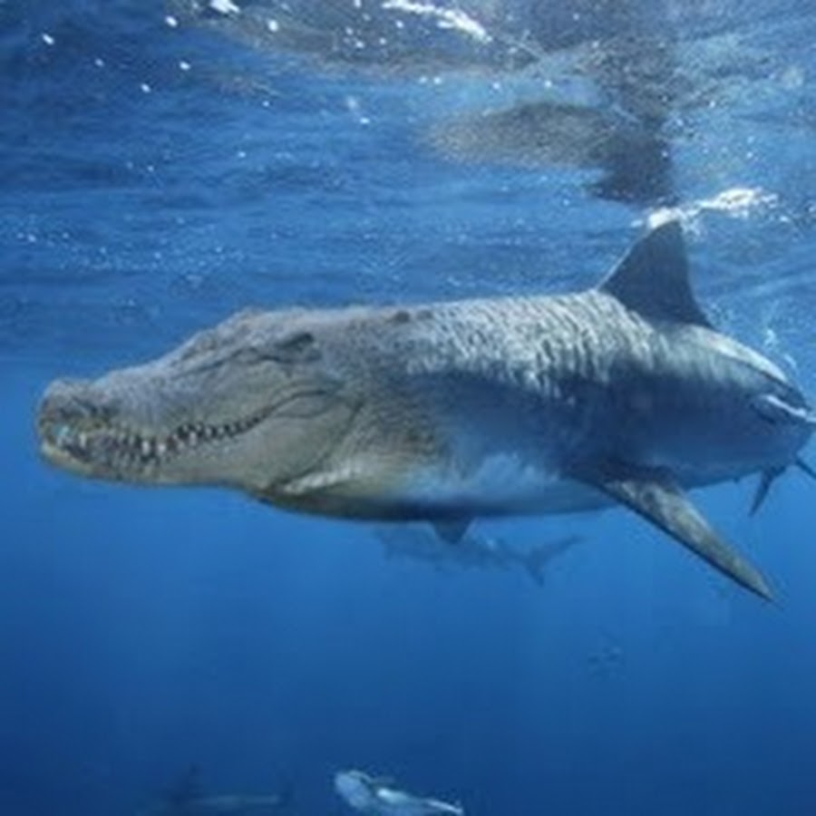 AKedOLQbocFIECu08B6ABvM1u98awQgyaJ8AtIP3caqJ=s900-c-k-c0x00ffffff-no-rj