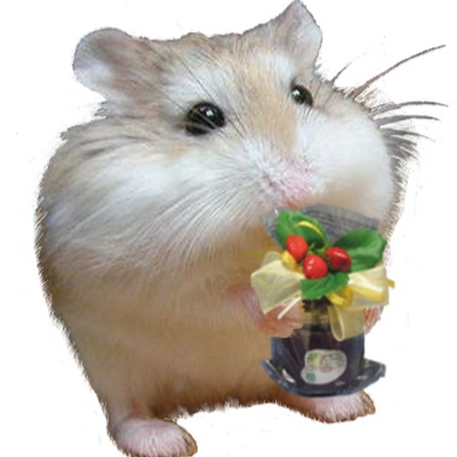 AKedOLQdZzqEfTXAHSEKqx_X-oAfoOUVkUFlK66R2sKh=s900-c-k-c0x00ffffff-no-rj