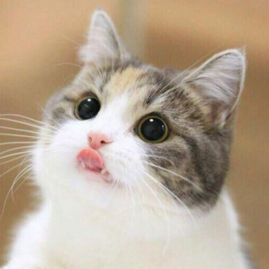 AKedOLQmNIJxERgfIaYbXd6YqKEbNeUkA-5OnndC7mtoGA=s900-c-k-c0x00ffffff-no-rj