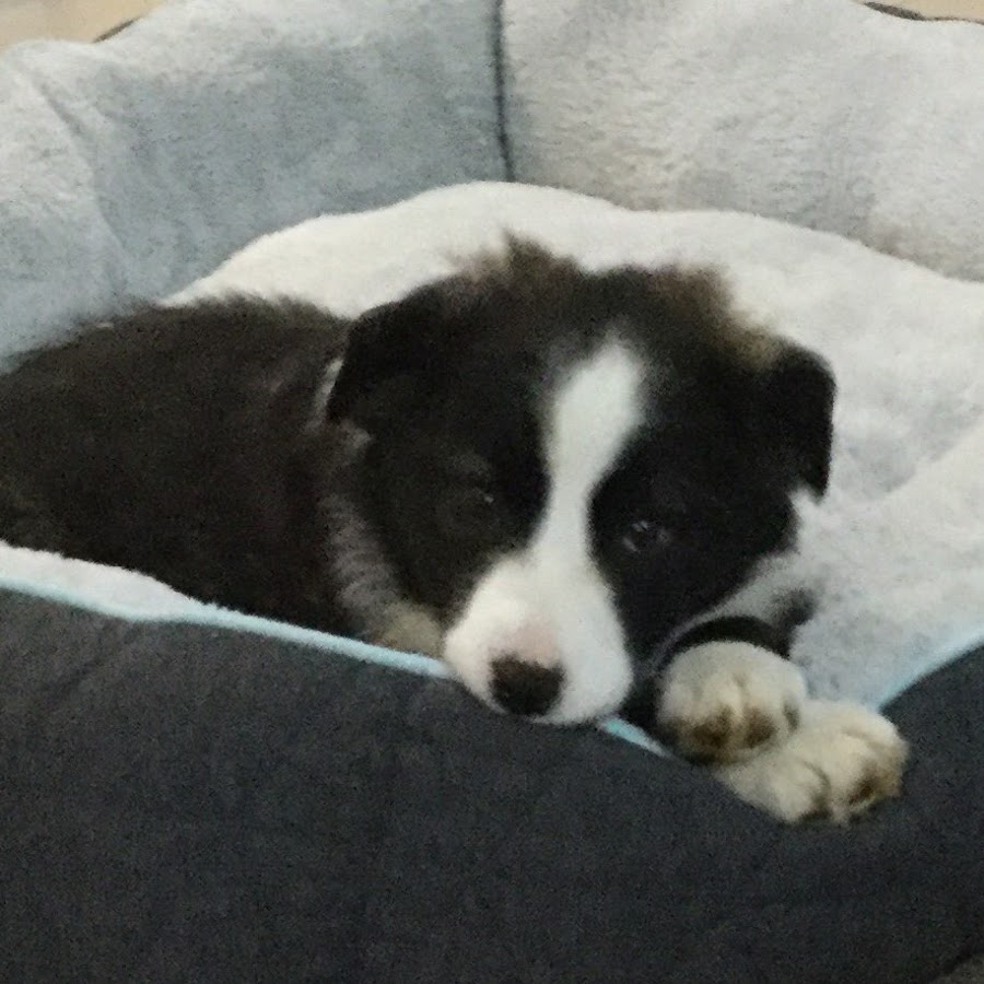 AKedOLQpa9SCv4gf8ejiehPdG5YxJwJfUrcQg8qb9yQk=s900-c-k-c0x00ffffff-no-rj