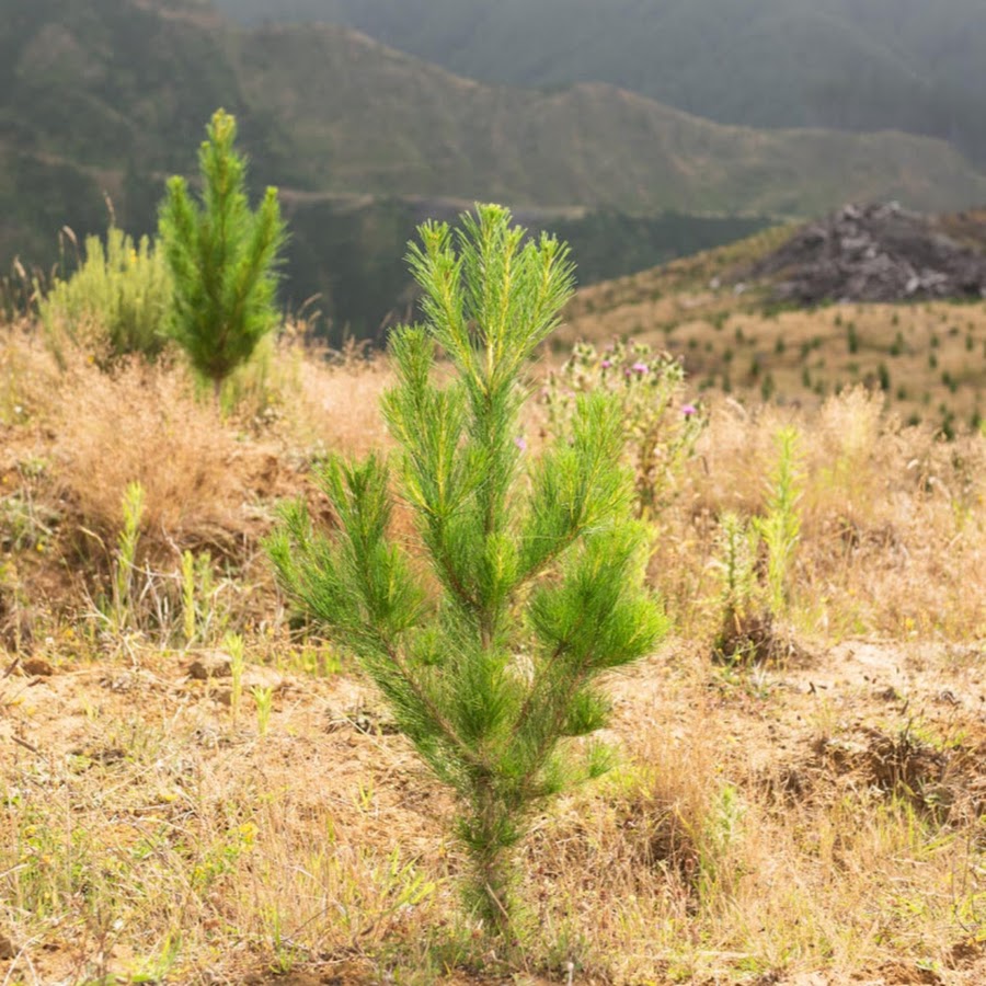 AKedOLQv72UAPOOyYOQ3Yt4OWuVq-Jfc6sNnSaPaAlw4=s900-c-k-c0x00ffffff-no-rj