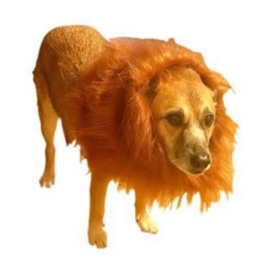 AKedOLQwomqeNAVinxTz2lAOMRvPTGoHQuRADOvVS5rczg=s900-c-k-c0x00ffffff-no-rj